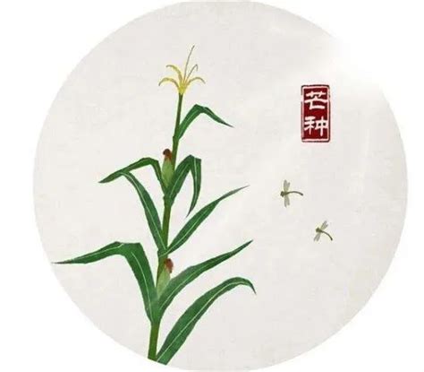 今日芒种芒而不茫持续向上 澎湃号政务 澎湃新闻 The Paper