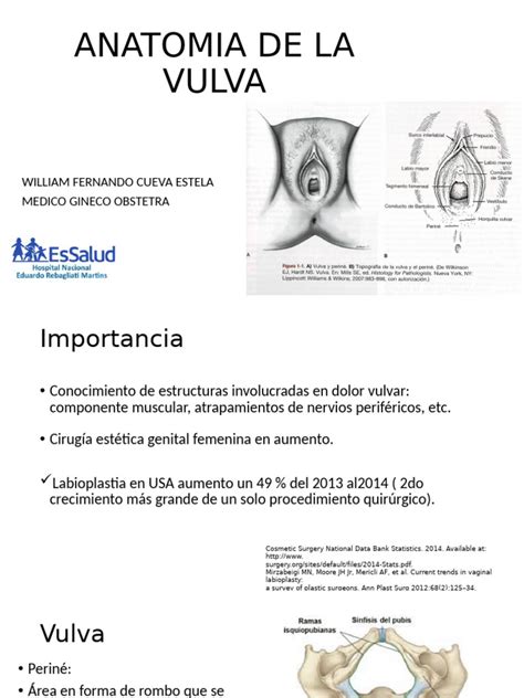 Anatomia De La Vulva Pdf