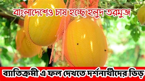 হলুদ তরমুজ চাষ করে তাক লাগিয়ে দিল কৃষক আনোয়ার Youtube