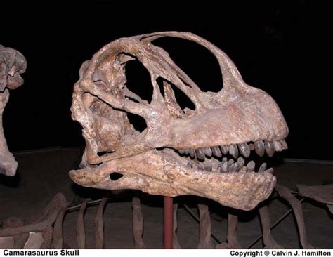 Image Gallery Dinosaur Fossils Live Science