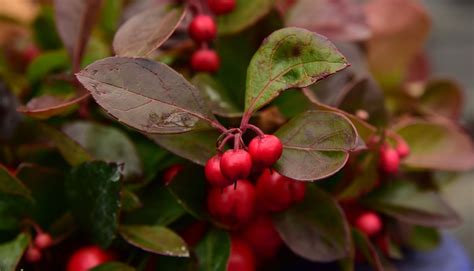 Berry Red Small Free Photo On Pixabay Pixabay