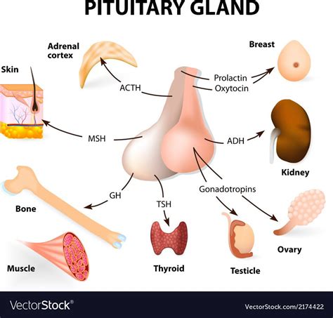 What Is T4 And T3 A Simple Guide For The Non Scientist Artofit