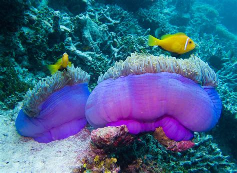 Finding Nemo Anemone