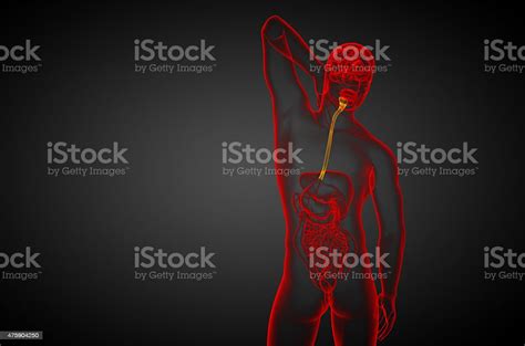 3 D 렌더링됨 일러스트 Of The Esophagus 2015년에 대한 스톡 사진 및 기타 이미지 2015년 건강관리와 의술 결장 Istock