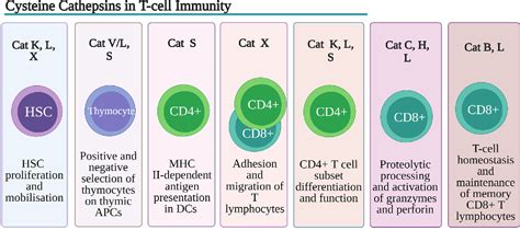 Figure 2 From The Role Of Cysteine Peptidases In Hematopoietic Stem