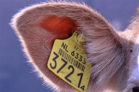 Guide To Optimizing Laser Marking Speed Acctek Laser