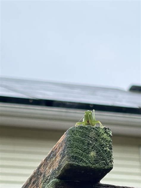 Longhorn Grasshopper Rinsect