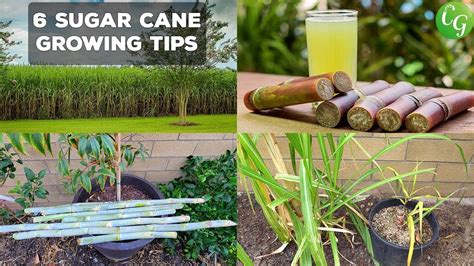 Mastering Sugar Cane Cultivation Easy Steps To Grow And Harvest