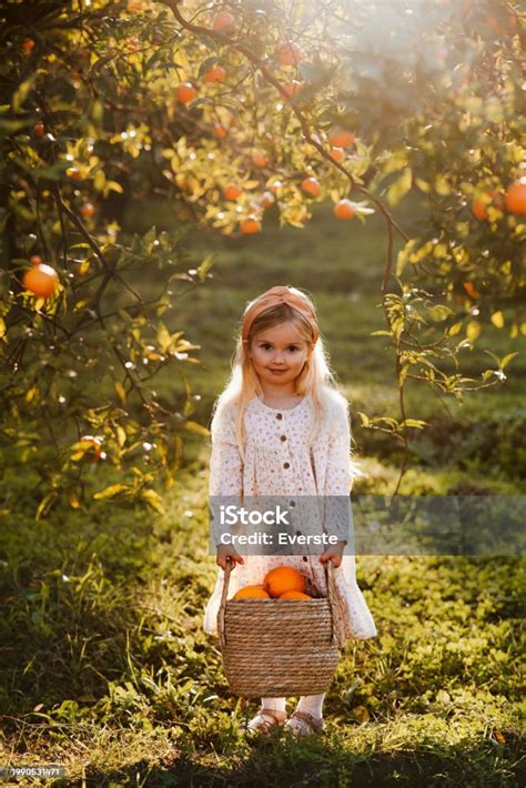 과일 정원 유기농 농장 농업 가을 시즌 건강 식품 아이 고리 버들 세공 바구니에서 오렌지를 수확하는 어린이 소녀 유아에 대한 스톡 사진 및 기타 이미지 Istock