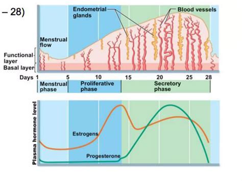 Histology Of Uterus Mammary Gland Placenta PPT