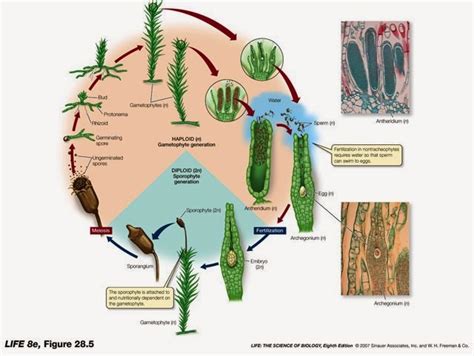 Nonvascular Plant Definition Examples Life Cycle