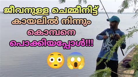 ജീവനുള്ള ചെമ്മീനിട്ട് കായലിൽ നിന്നും കൊമ്പനെ പൊക്കിയപ്പോൾ😳😱fishing