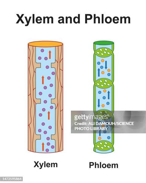 Xylem Photos And Premium High Res Pictures Getty Images