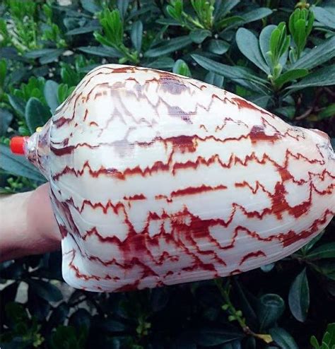 Rose Natural Conch Shell Home Decor Rare Fossil Collection Set Of Four