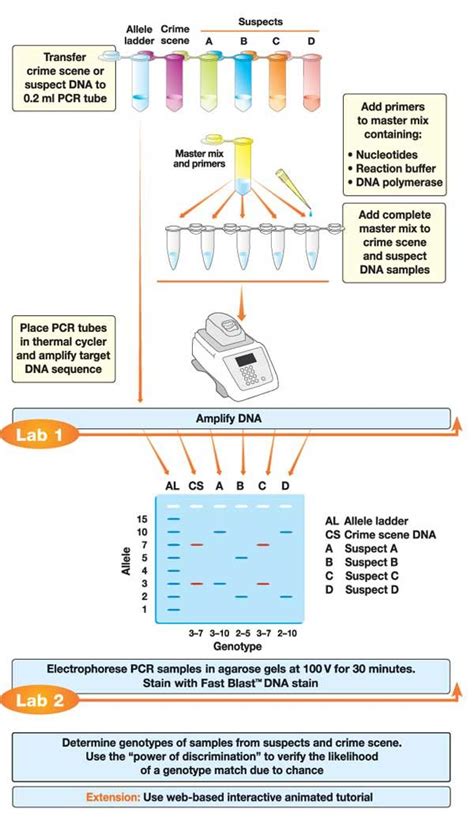 Reverse Transcription Pcr Principle Procedure Protocol Advantages