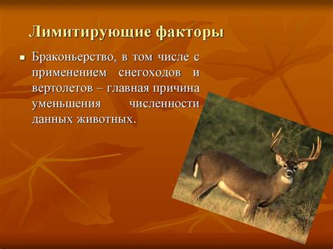 Красная книга Кузбасса Млекопитающие хищные и парнокопытные