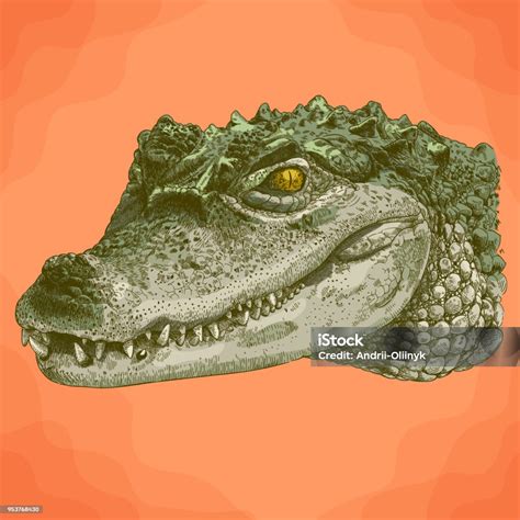 악어 머리의 그림 조각 크로커다일에 대한 스톡 벡터 아트 및 기타 이미지 크로커다일 카이만 판화 제작물 Istock
