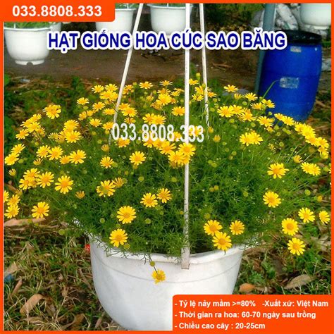 Cẩm Nang Trồng Hoa Giống Hoa đẹp Đạt Tiêu Chuẩn Quốc Tế