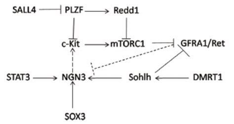 Transcription Factor Interaction Solid Arrowslines Represent