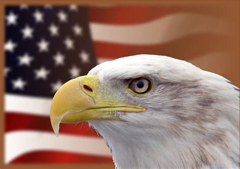 Kostenlose Foto Vogel Flügel Schnabel Flagge Usa Adler Fauna