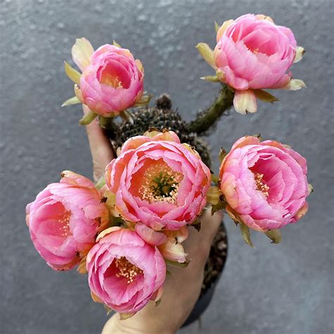 植物员外洛丽塔vs68丽花爆花型开花香少女粉内包状丽花仙人球 虎窝淘