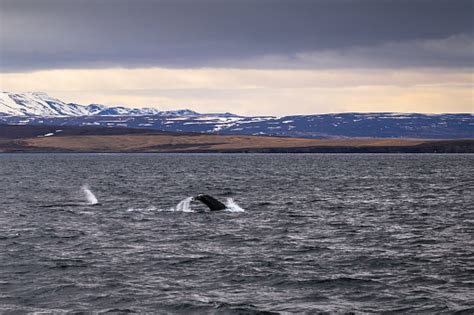 Husavik 아이슬란드에서 고래 투어에서 Husavik2018 년 5 월 7 일 향유 고래 거인에 대한 스톡 사진 및 기타