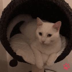 White Cat S