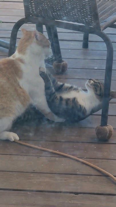 🐱🐈‍⬛아빠와 아들😍😅 Cat 귀여운고양이 고양이 Youtube