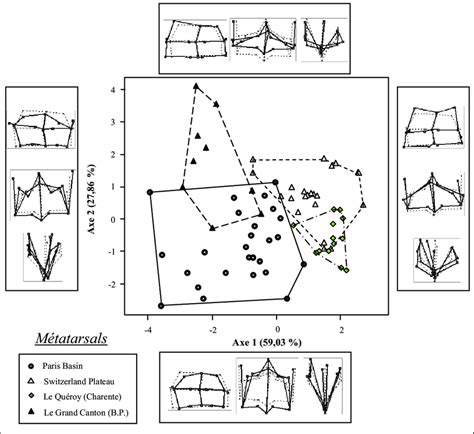 Plots Onto The First Plane Of A Canonical Variate Analysis Of Metatarsi