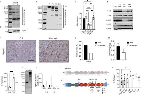 Fibronectin Fragments Induce Pdac Cell Detachment And Fak And Fgfr