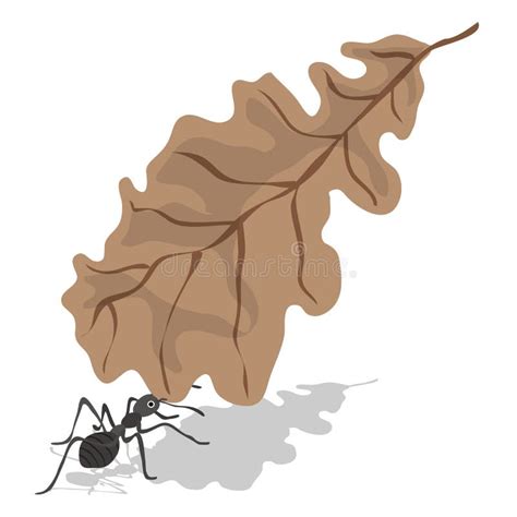 Ant Leaf Stock Illustrations 2938 Ant Leaf Stock Illustrations