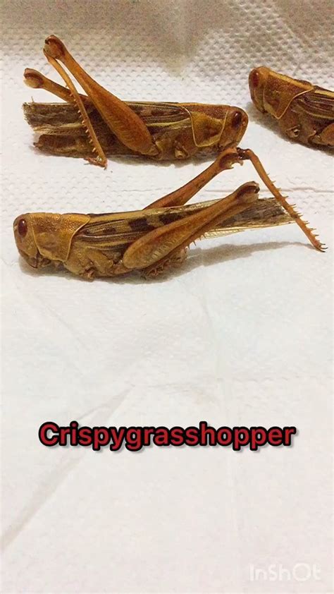 𝓒𝓻𝓲𝓼𝓹𝔂𝓰𝓻𝓪𝓼𝓼𝓱𝓸𝓹𝓹𝓮𝓻🦗 ️ 🅑🅝 ⓿ Crispygrasshopper • Instagram Photos And