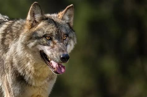 Scots School Pupil Identifies As A Wolf In First Case Of Species Dysphoria Scottish Daily