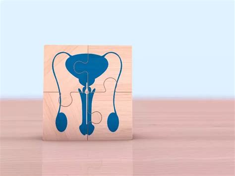 دوالي الخصية من الدرجة الثالثة الأسباب والأعراض وطرق العلاج