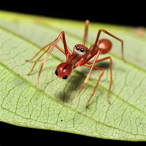 Mansam Darkroom Ant Mimic Spider