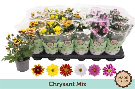 Chrysanthemum Indicum Mix — Plant Wholesale Floraccess