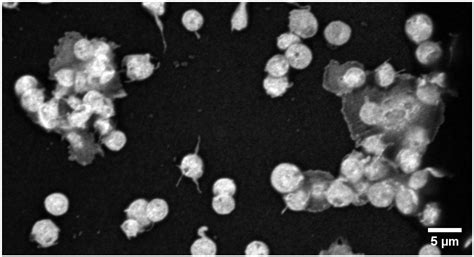 Human Platelets Microscope