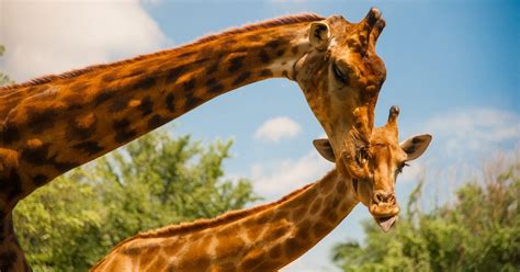 Animal Behavior And Ethology Degree Programs