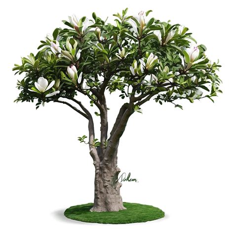 300 Magnolia Png Images Page 2