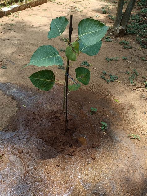 Suvidhafoundation Internshipex Treeplantation Sustainability Environment Makingadifference