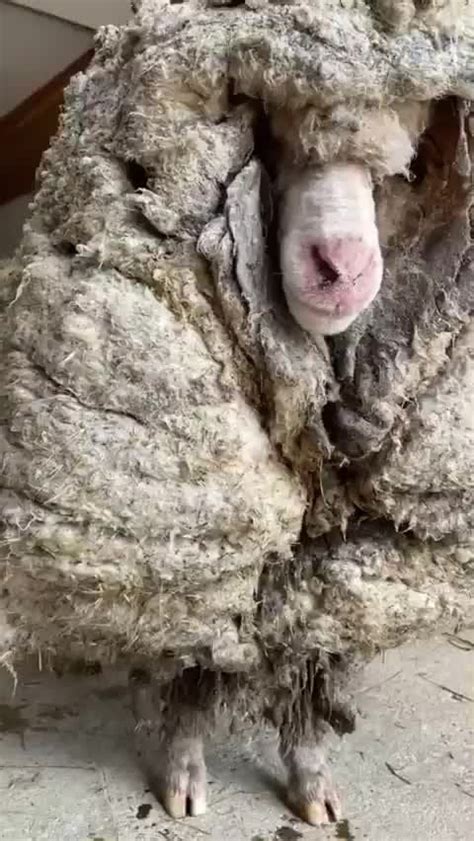 Sheep Finally Gets Sheared After Being Loose For Years Rbeamazed