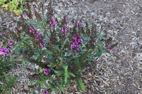 Buzz Hot Raspberry Butterfly Bush