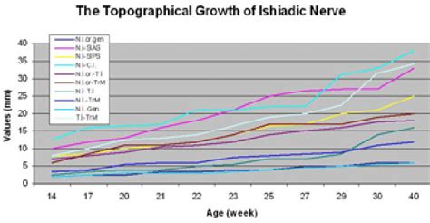 The Relationship Between Age And Development Of Ischiadic Nerve