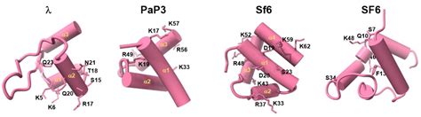 Viral Small Terminase A Divergent Structural Framework For A Conserved
