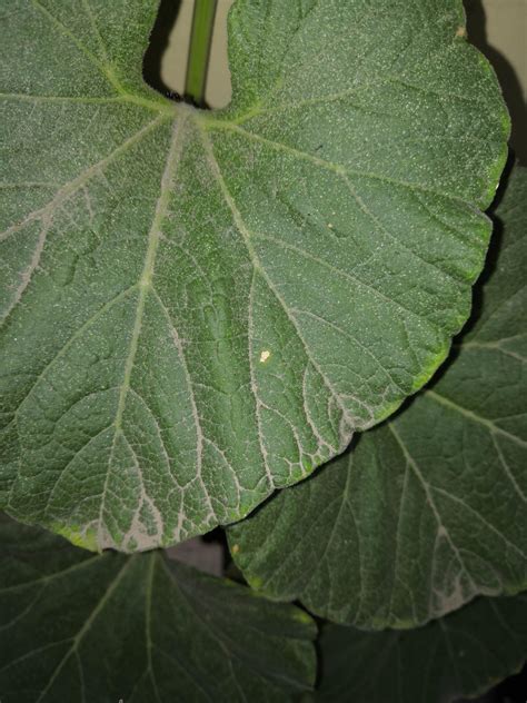 Houseplants Need Help With Insects On Bottle Gourd Leaves Gardening