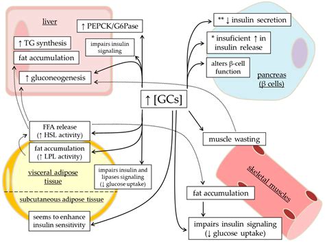 Metabolites Special Issue Glucocorticoids And Energy Metabolism