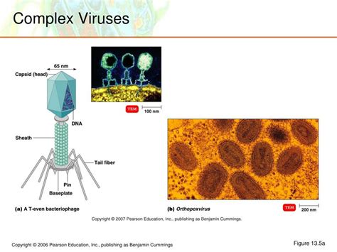 Ppt Viruses Viroids And Prions Powerpoint Presentation Free Download Id6366108