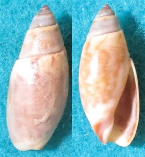 Olivella Baetica 3383831