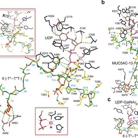 Structural Features Of Peptide Udp And Lectin Domain Binding Sites Of Download Scientific