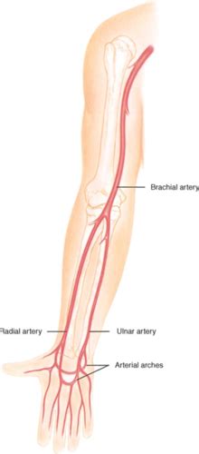 Physical Assessment Peripheral Vascular System Flashcards Quizlet